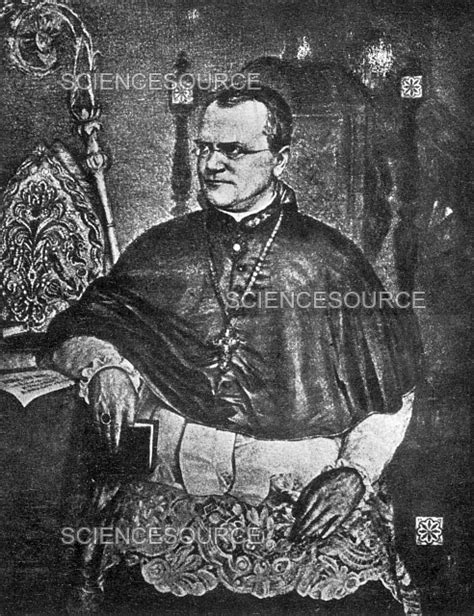 Gregor Mendel Father Of Genetics Stock Image Science Source Images