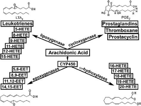A Brief Overview Of The Metabolic Pathways For Eicosanoid Synthesis Download Scientific