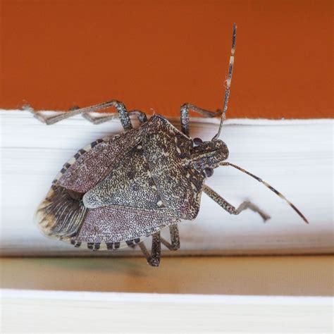 Natural Stink Bug Repellents Archives Simple Garden Life