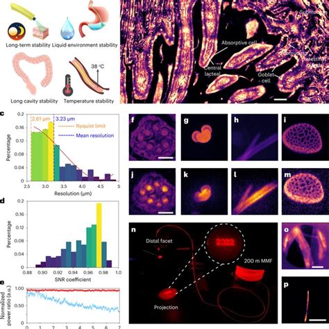 Pdf Single Multimode Fibre For In Vivo Light Field Encoded Endoscopic Imaging
