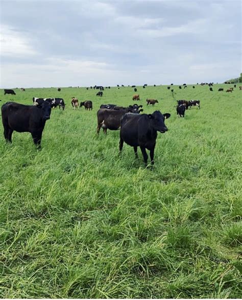 Liquid ‼️prevent Grass Staggers‼️ Prevention Is Better Than Cure The