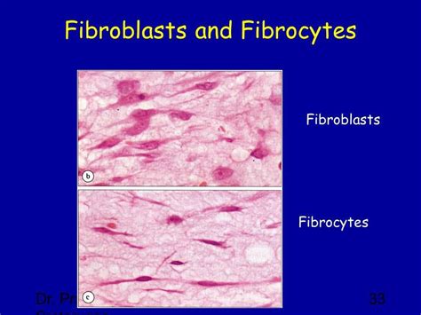 Fibroblast Wiki Cells At Workhataraku Saibou Amino Fibroblast Wiki Cells At Workhataraku Saibou Amino