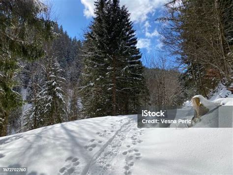 37 전형적인 겨울 환경과 알프슈타인 산맥 대산 괴와 스위스 알프스의 깊고 신선한 눈 덮인 고산 숲 트레일스위스 운터 바서 겨울에 대한 스톡 사진 및 기타 이미지 Istock