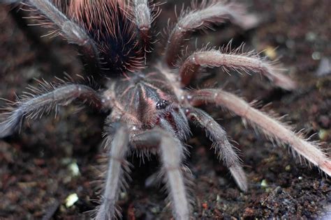 Purple Tarantula Pictures Az Animals