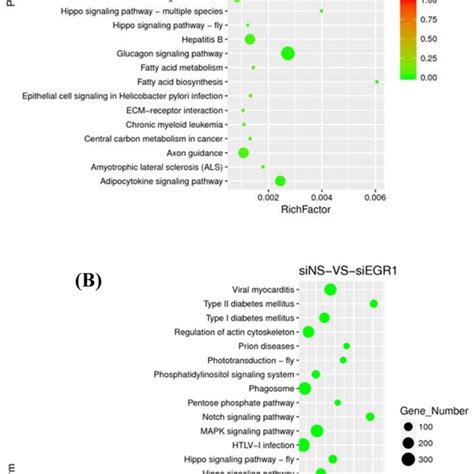 Kegg Pathway Enrichment Bubble Plot Of The A 51 Mrnas And The B 26
