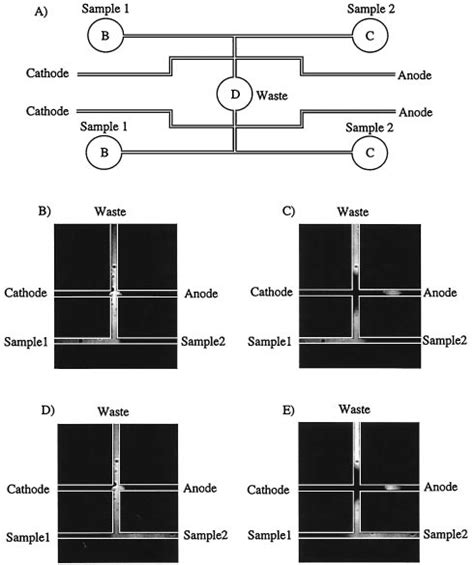 A Layout Of The Sample Injector The Sample Injector Includes Four Download Scientific