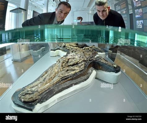 The Well Preserved Skeleton Of A Land Dwelling Crocodile In The New