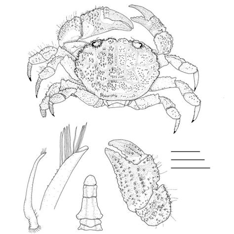 Actaea Polyacantha Heller 1861 Female A Whole Animal Dorsal