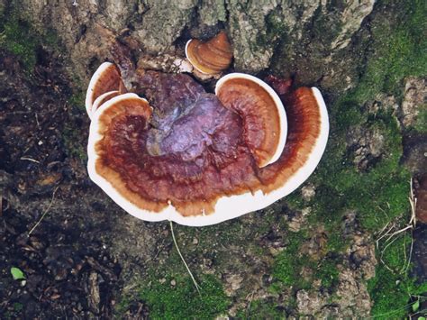 Citrus Heart Rot Learn About Ganoderma Rot Of Citrus Trees