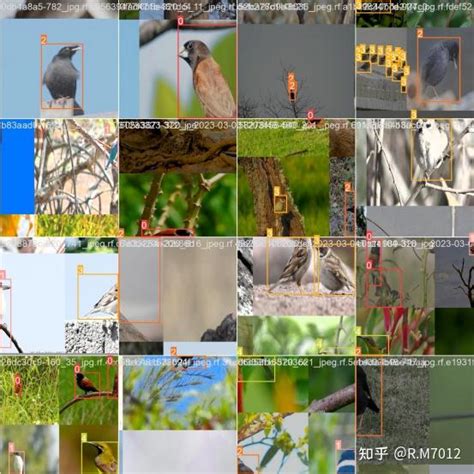 基于深度学习的高精度鸟类目标检测识别系统（pytorchpyside6yolov5模型） 知乎