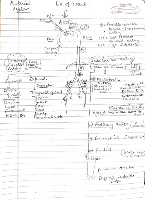 Arterial System Flow Chartpdf