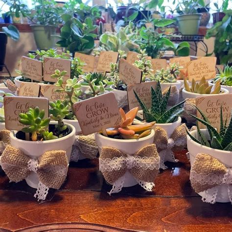 Plantas Suculentas Para Bodas