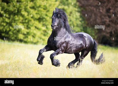 Cheval Frison étalon Noir Galop Banque De Photographies Et Dimages à