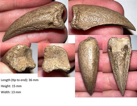 Hell Creek Claw Id Help Fossil Id The Fossil Forum