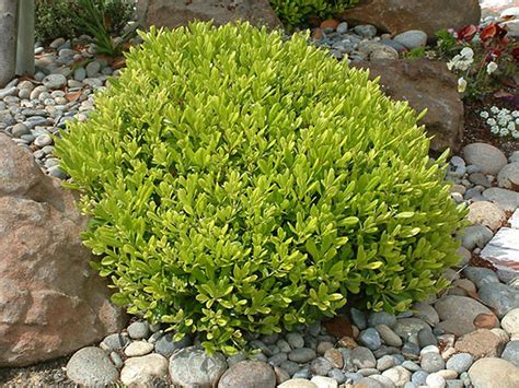 Find Plants Dwarf Mock Orange