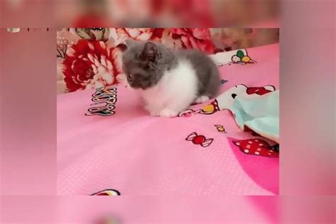 呆萌曼金奇矮脚猫，大眼睛小猫走来走去，太可爱了金奇萌曼小猫