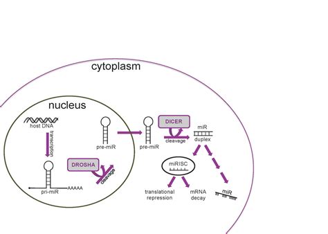 Perturbation Of Drosha And Dicer Expression By Human Papillomavirus 16