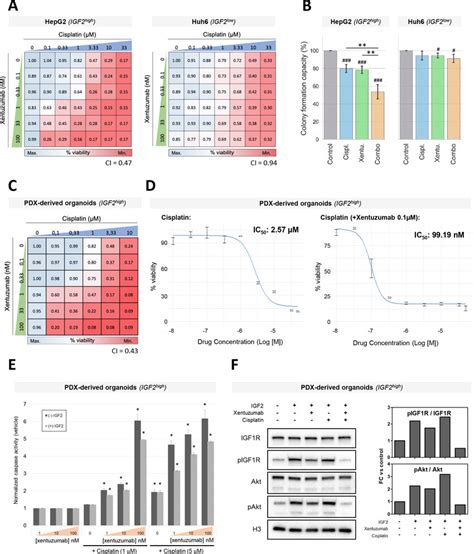 Anti Proliferative And Pro Apoptotic Effect Of Igf2 Inhibition In Download Scientific Diagram