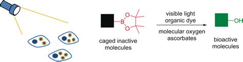Photocatalysis Enables Visible‐light Uncaging Of Bioactive Molecules In