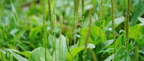 采采芣苢 薄言采之