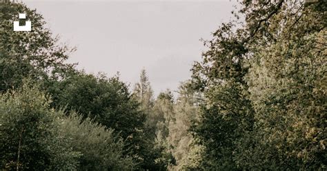 낮에는 푸른 나무 사이의 회색 콘크리트 도로 사진 Unsplash의 무료 길 이미지