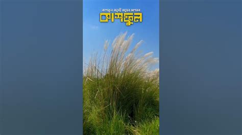 মা দুর্গা আসছেন মাত্র আর কয়েকটা দিন কাশফুল Status Video Youtube