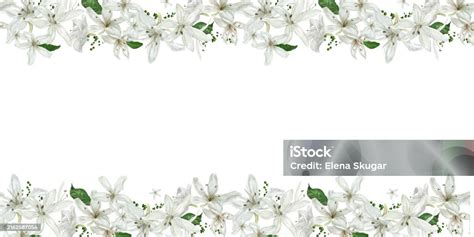 잎과 새싹이 있는 아름 다운 흰 백합 식물 그림입니다 프레임 수평 템플릿 텍스트 공백 수채화 손으로 그린 그림 배경에서 격리 공휴일에 대한 스톡 벡터 아트 및 기타 이미지