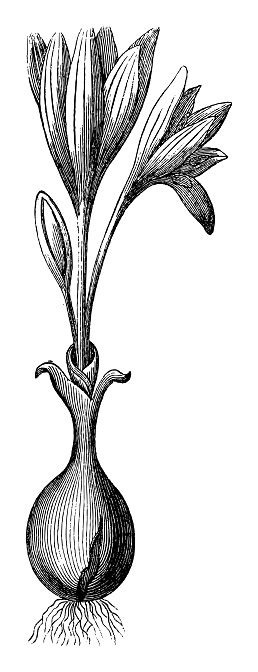 가을 크로커스 초원 사프란 또는 벌거 벗은 숙녀 흰색 배경에 고립 된 빈티지 새겨진 삽화 꽃 식물에 대한 스톡 벡터 아트 및 기타 이미지 Istock