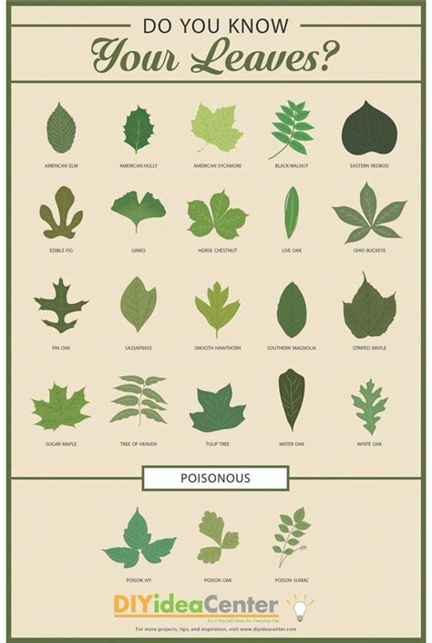 873 Best Garden Planttree Id Images On Pinterest Plant