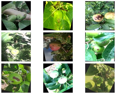 Apple Fruit Scab Recognition Using Deep Learning And Pytorch