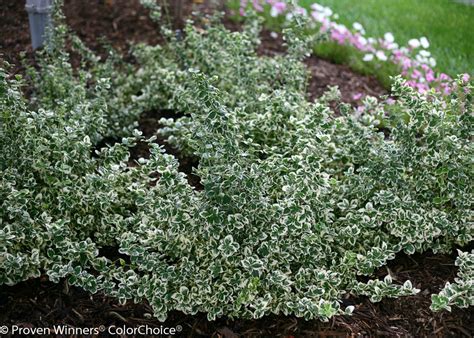 Dwarf Euonymus Japonicus