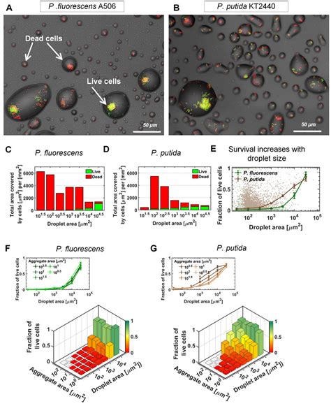 Bacterial Survival Increases With Droplet Size A B A Section Of The Bacterial Survival Increases With Droplet Size A B A Section Of The