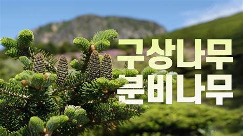 구상나무와 분비나무는 친척일까요 쌍둥이일까요 Youtube