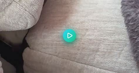 Does Anyone Know How To Exterminate Couch Monsters Album On Imgur