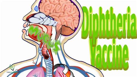 Diphtheria Vaccine Helpmommy