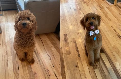 Mini Goldendoodle Haircuts