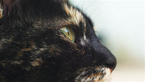Blepharitis In Cats Cat World