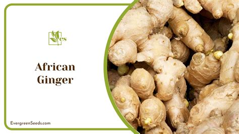 Ginger Varieties At Mercedes Jackson Blog