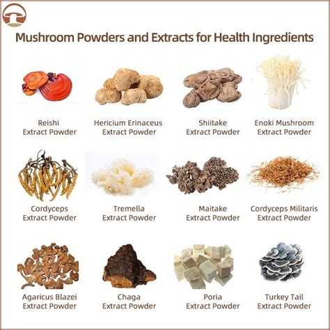 Organic Ganoderma Lucidum Mushroom Extract Lion′s Mane Mushroom Cordyceps Militaris Mushroom