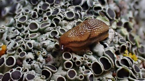 What Is A Snail Without A Shell