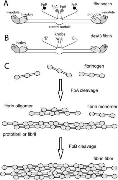 Recommendations For Nomenclature On Fibrinogen And Fibrin Pmc