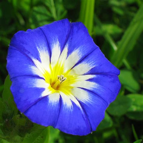 Вьюнок | Любимые цветы