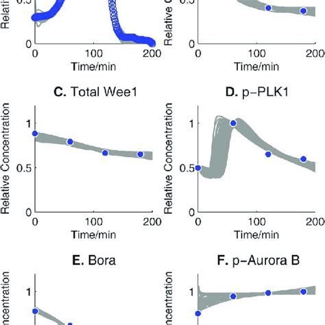 Parameter Fitting For The Mitotic Regulatory Network Gray Lines Download Scientific Diagram