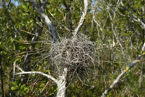 Ball Moss 9 Environment Buddy