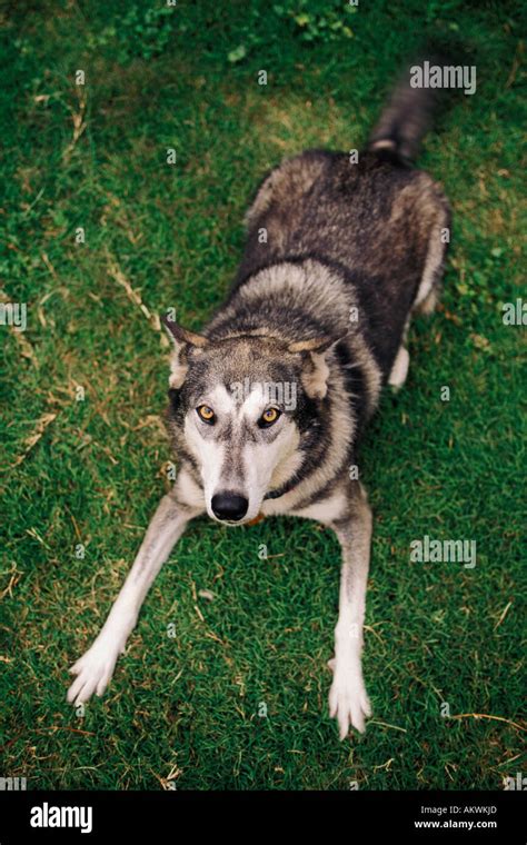Wolf And Husky Mix