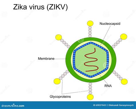 Structure Of Zika Virus Stock Vector Illustration Of Nucleocapsid