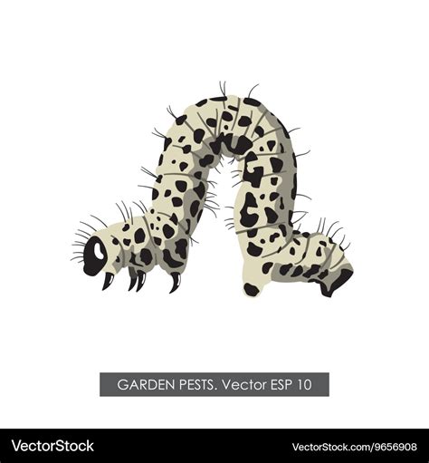 Detailed Drawing Of A Caterpillar Royalty Free Vector Image
