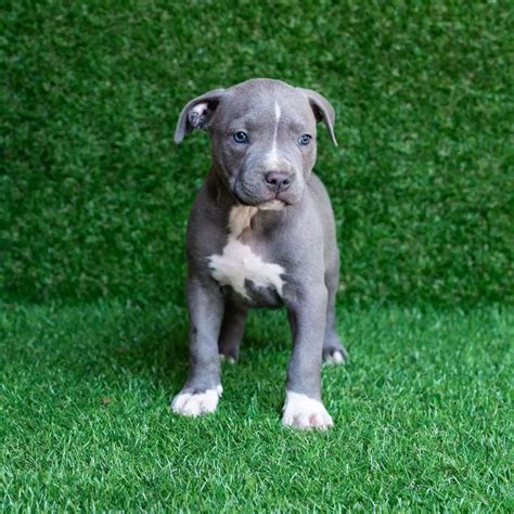 Blue Nose American Pitbull Terrier