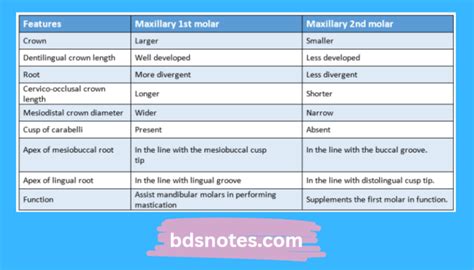 Permanent Maxillary Molars Question And Answers Bds Notes