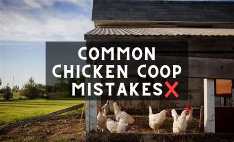 21 most common chicken coop mistakes you must avoid